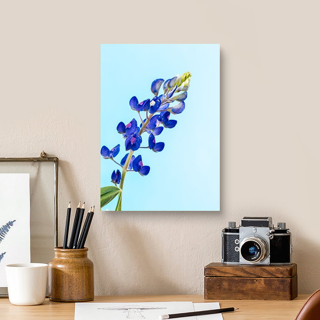 Single Bluebonnet Flower (Lupinus Subcarnosus) On Pastel Background ...