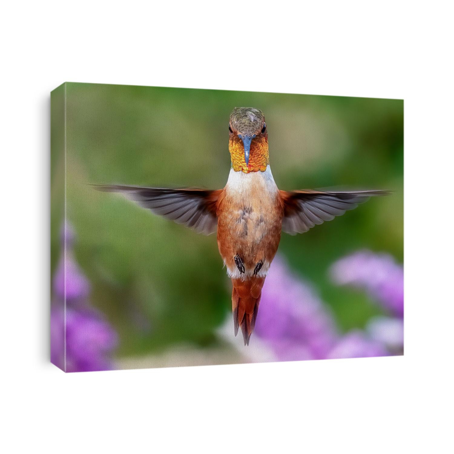Angry Allen's Hummingbird Canvas Print | CanvasWorld