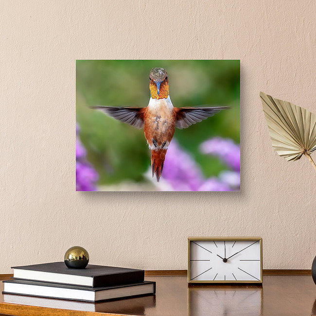 Angry Allen's Hummingbird Canvas Print | CanvasWorld