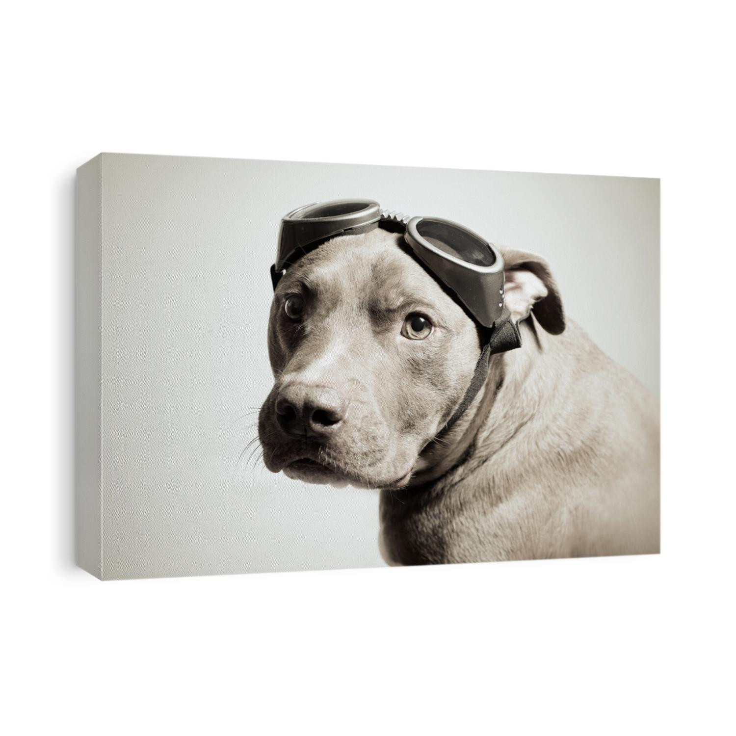 Pitbull Aviator Canvas Print | CanvasWorld