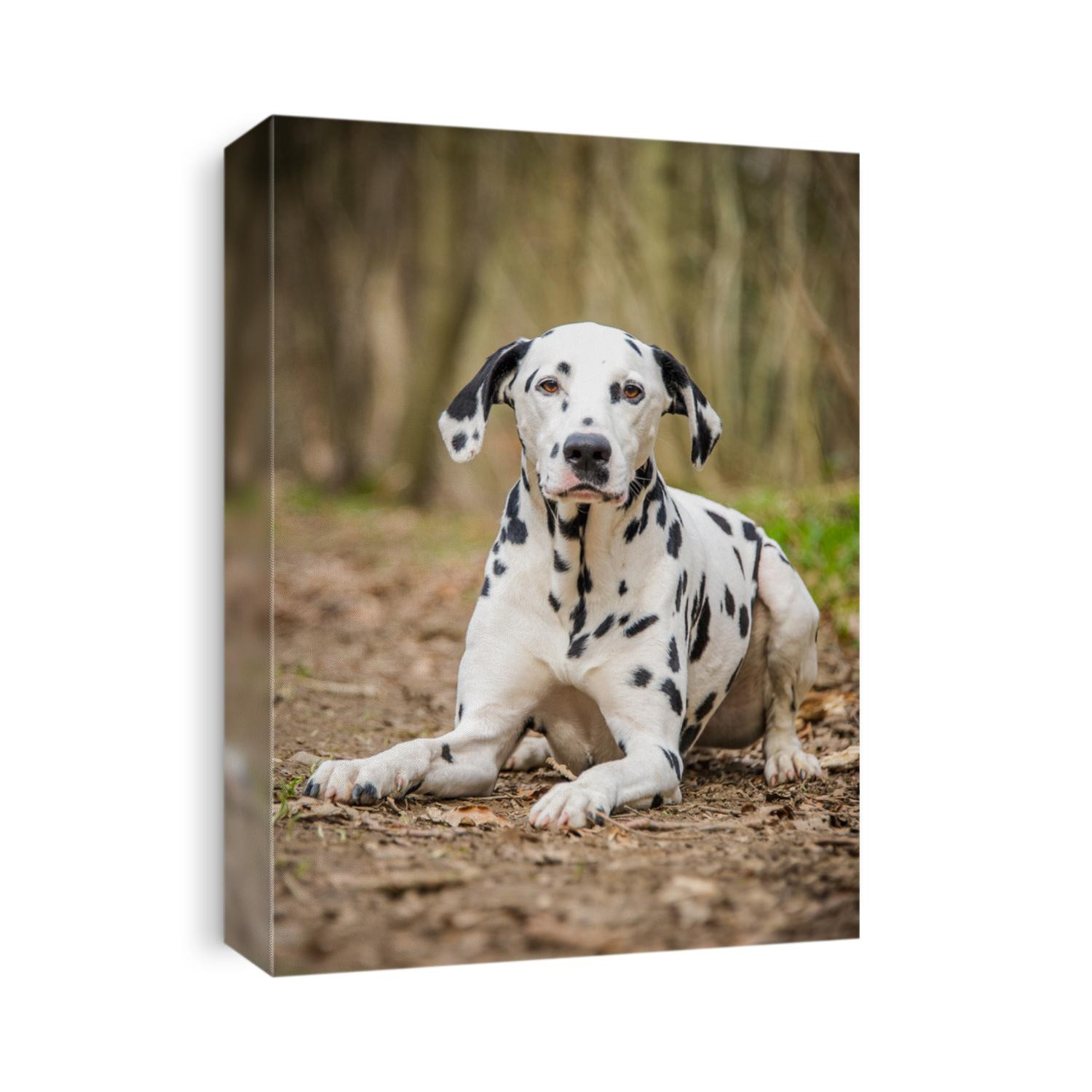 Dalmation Canvas Print | CanvasWorld