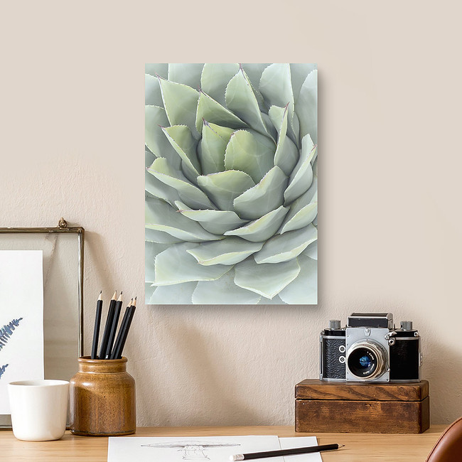 Dreamy Succulent Canvas Print | CanvasWorld